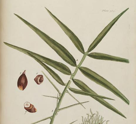 Illustrating oil palms – Jonathan Robins